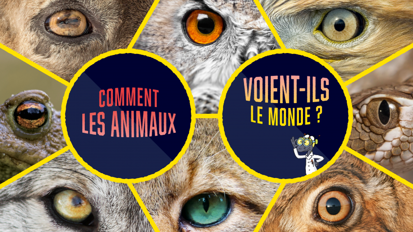 Comment les animaux voient-ils le monde ? - École Comment les animaux voient-ils le monde ? - École